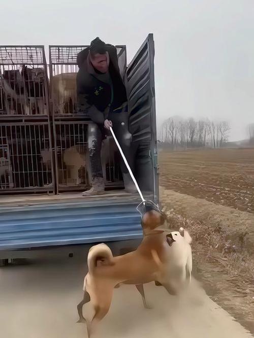 狗绳子是怎么套的图标