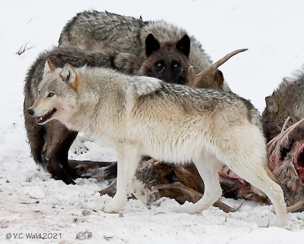 wolf pack狼族图标