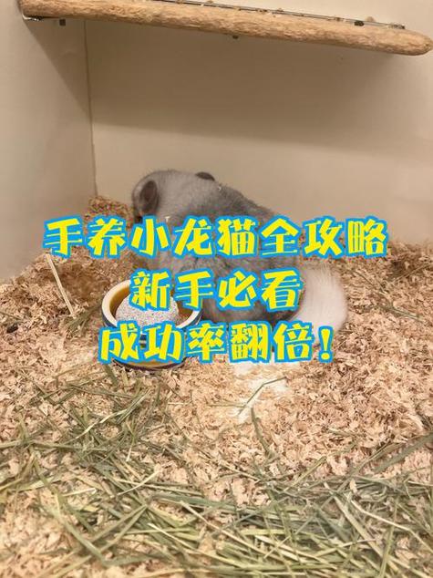 龙猫刚买回来注意事项图标