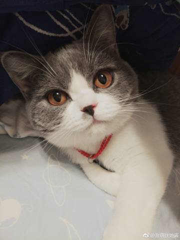 美喵日记猫小美图标
