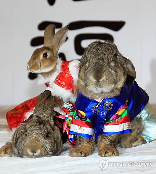 兔子真是太可爱了韩服图标