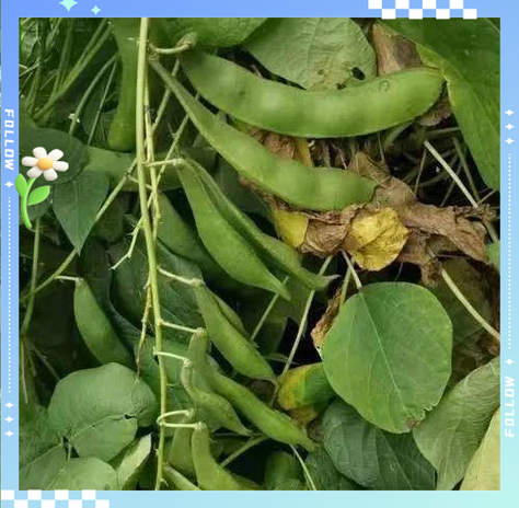 白芸豆长什么样子种植图片图标