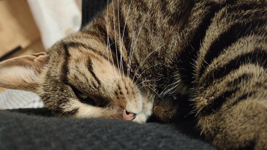 资源猫纯净版图标