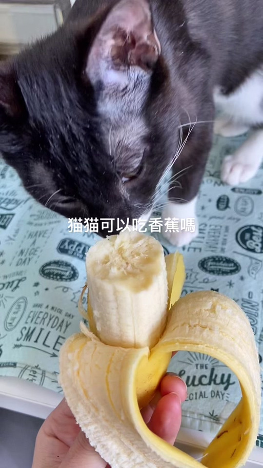 小米蕉变成了钻石小猫图标