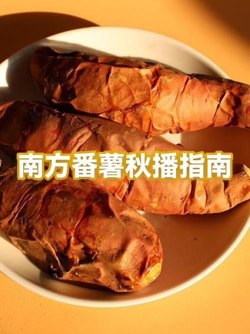 番薯网图标