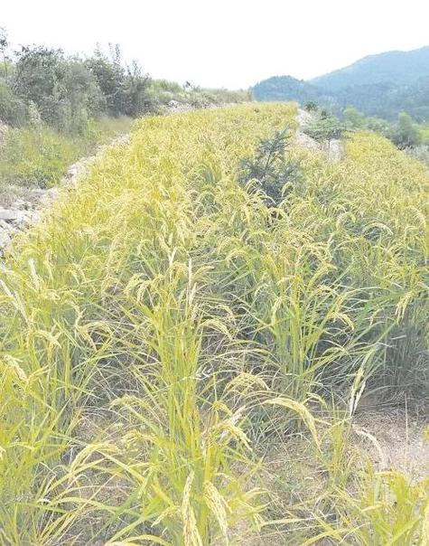 贫瘠的山地适合种植什么作物图标