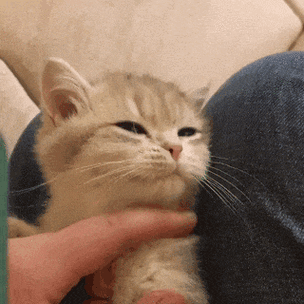 猫咪蹭墙表情什么意思图标