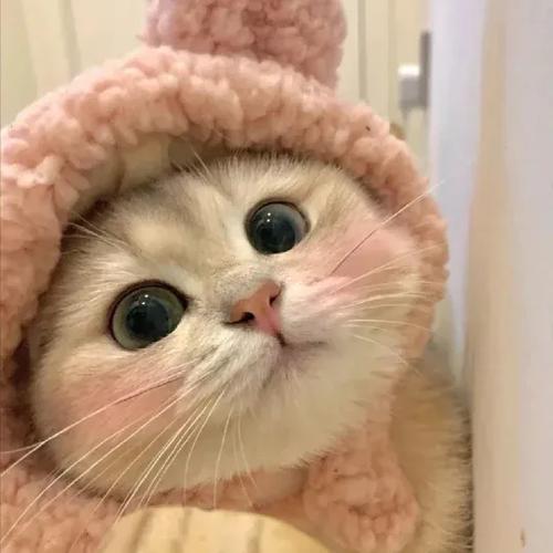 可爱小猫咪头像截图