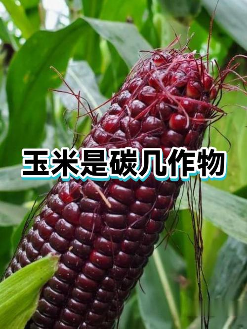 我玉米几是什么