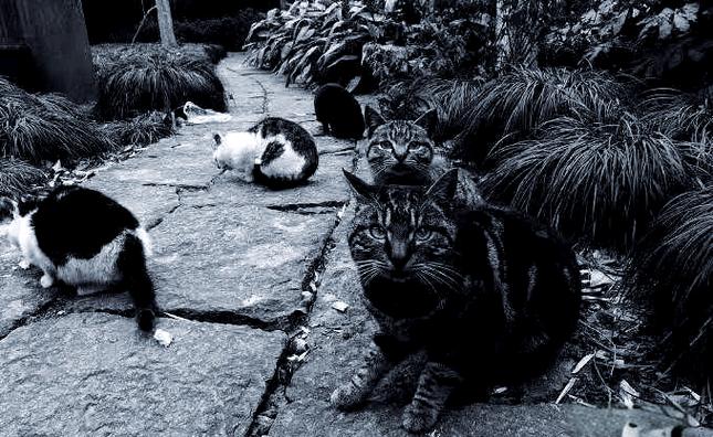 流浪猫到家门口风水图标
