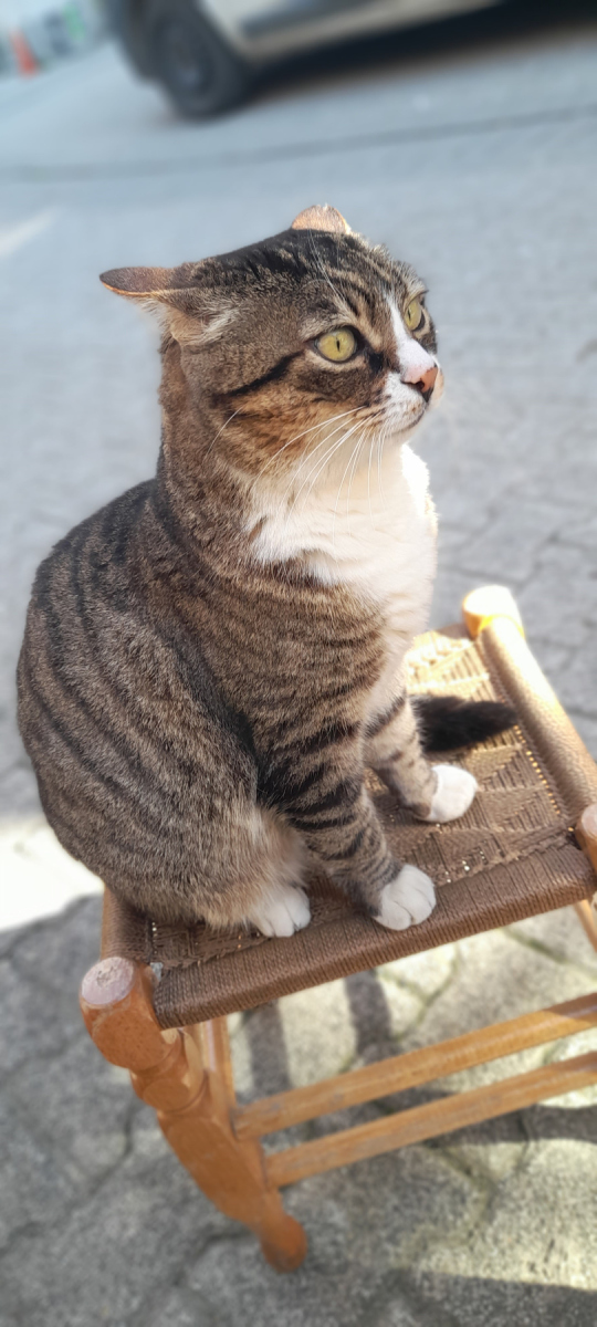 建议穷人养的10种猫图标