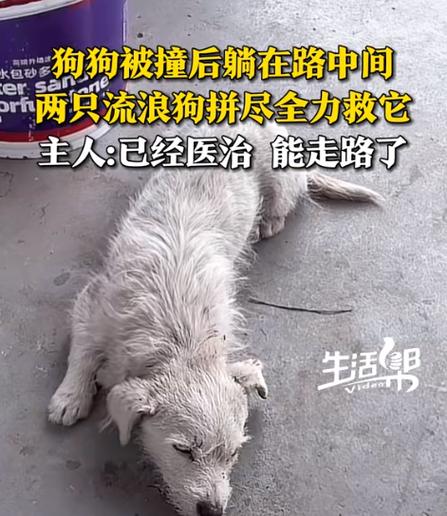 狗说话是怎么回事图标