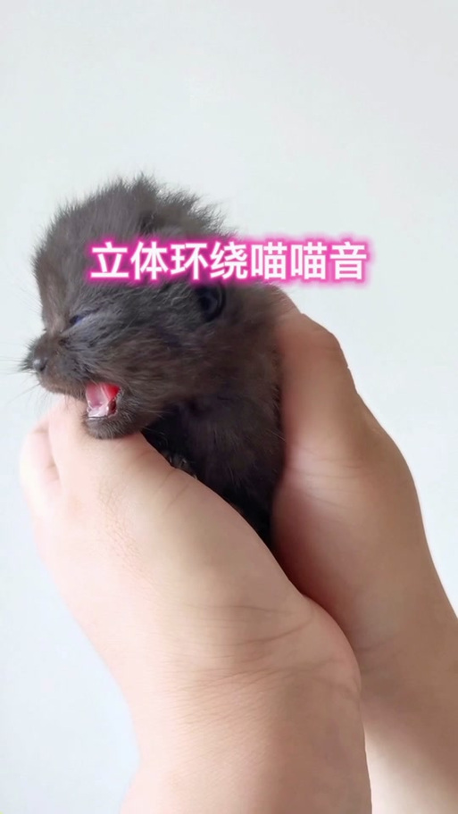 猫叫声 小猫图标