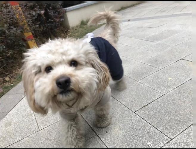 狗狗书籍免费小说图标
