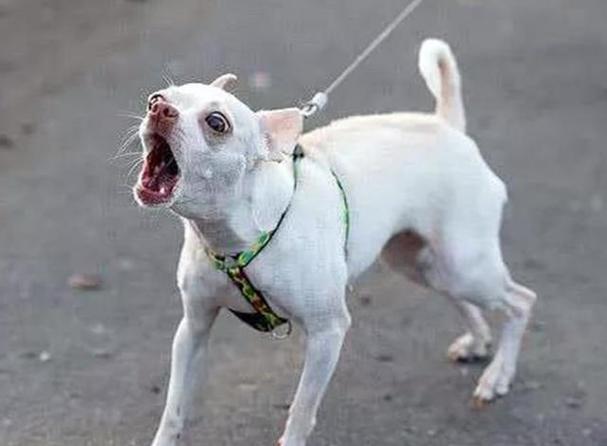 小犬向天吠截图