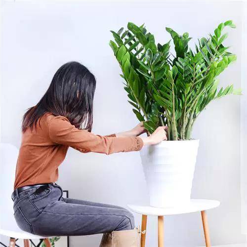 怎么养金钱树