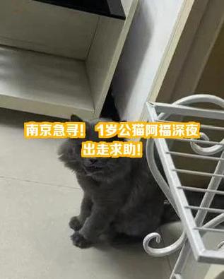 公猫出走一般几天回来图标