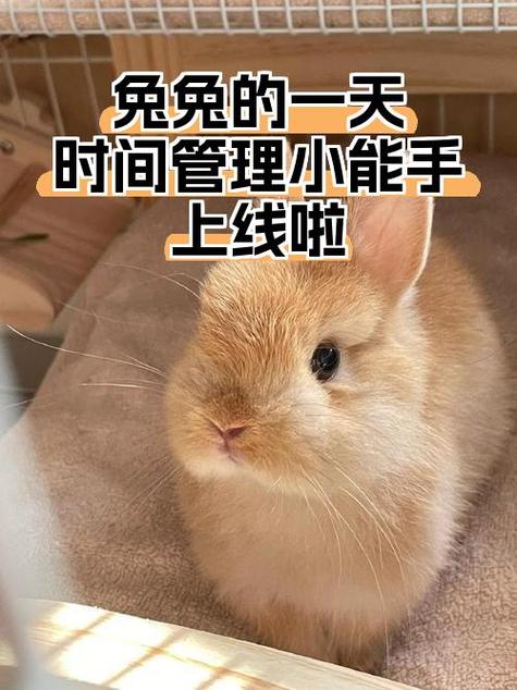 兔兔子的一天游戏攻略图标