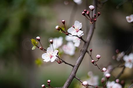 樱花花苞图标