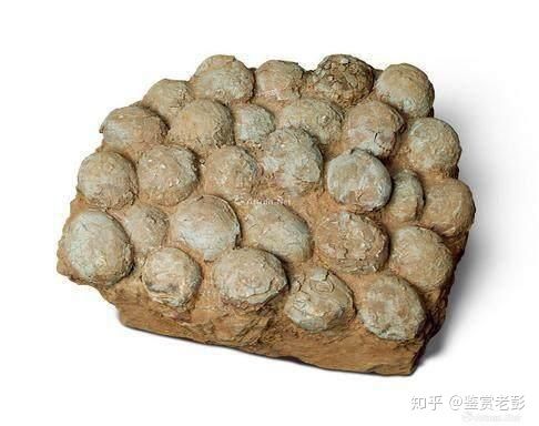 恐龙蛋化石镇宅吗图标