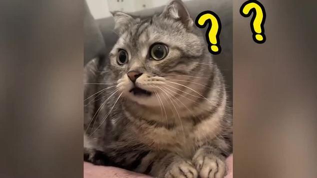 小猫震惊表情包o型嘴图标