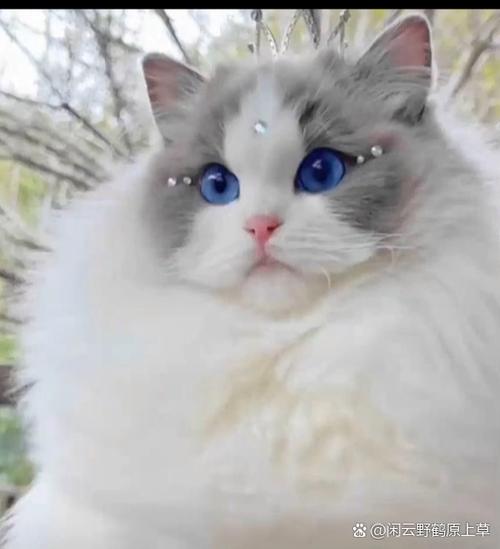 布偶是中型猫还是大型猫