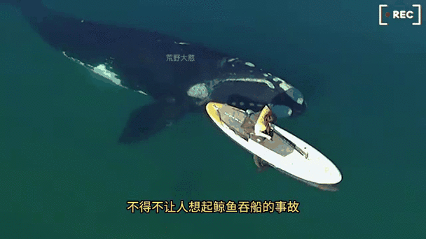 大鲸鱼福利直播最新版截图