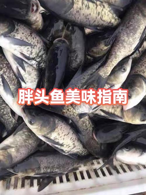 胖头鱼几斤的好吃图标