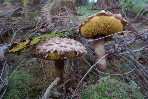 五秒跳转最佳路线蘑菇百度图标