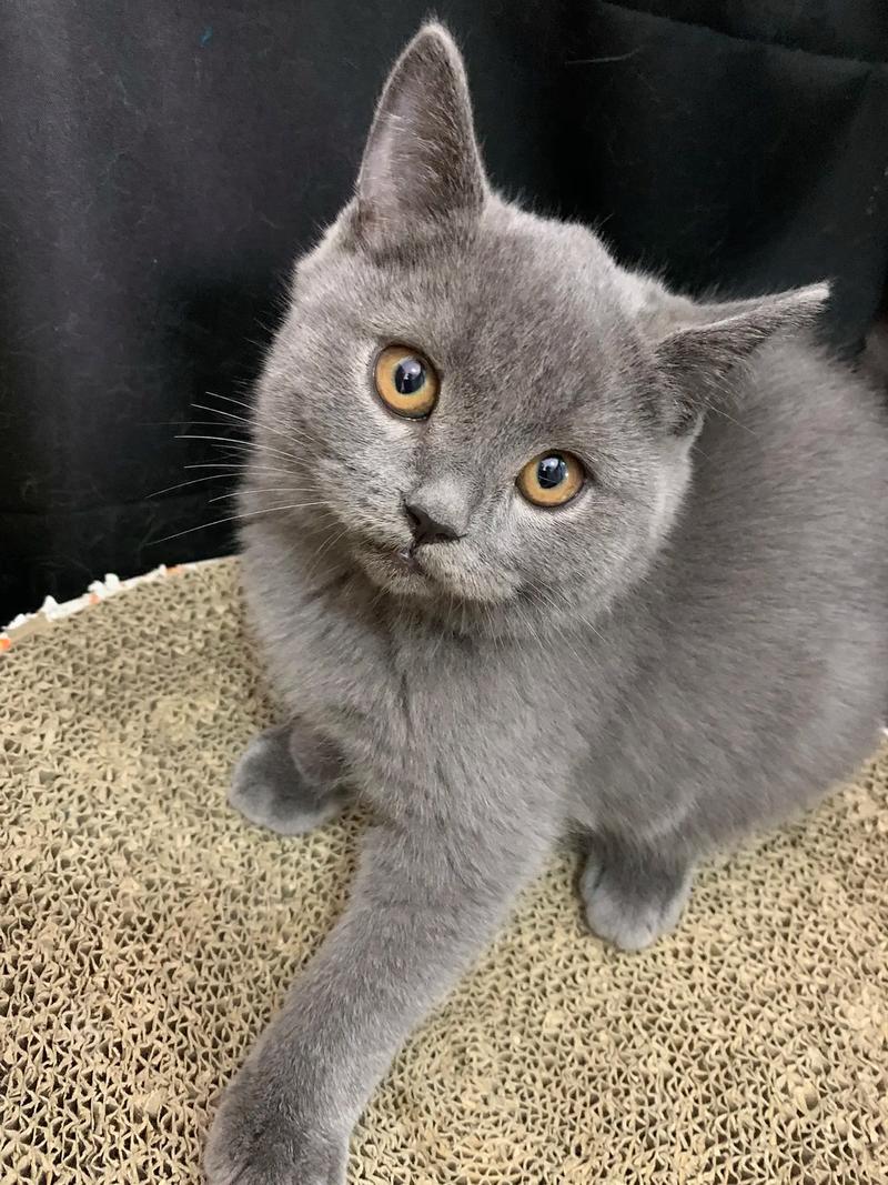 英短蓝猫有攻击性