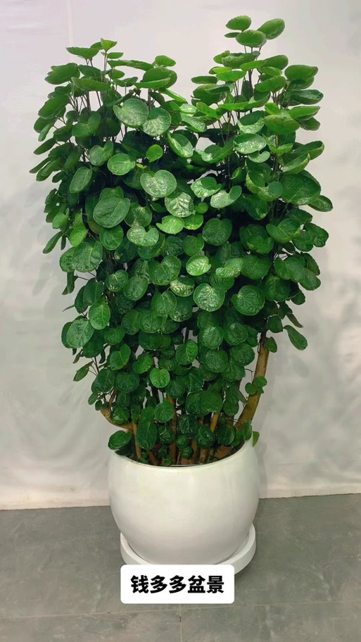 植物钱多多图片图标