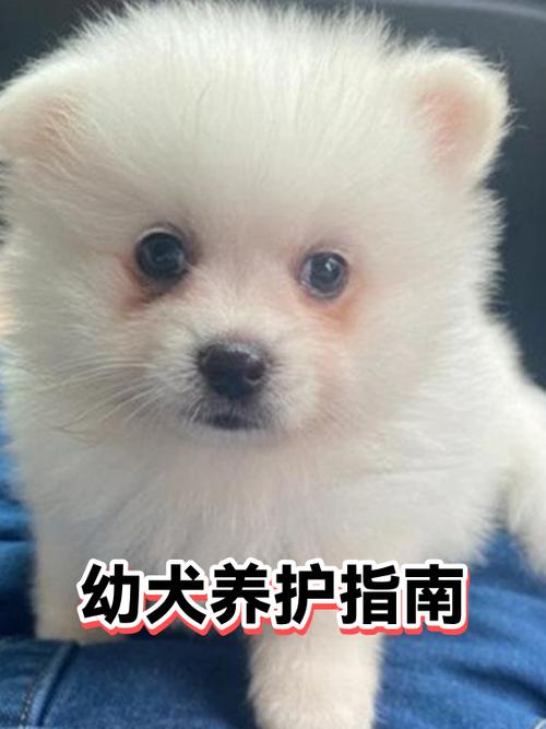 狗能吃馒头吗图标