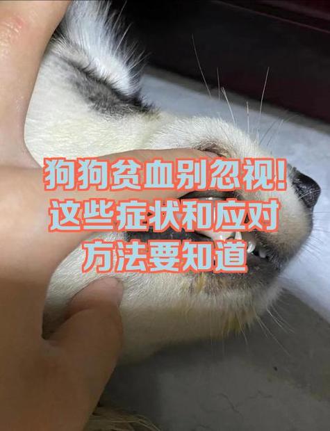 小狗掉毛怎么办用方法最快好截图