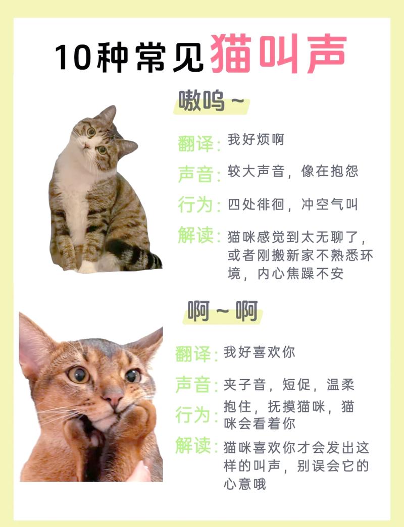 猫咪段子最新版v1.1.3图标