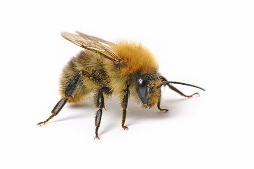 buzz buzz bumblebees意思截图