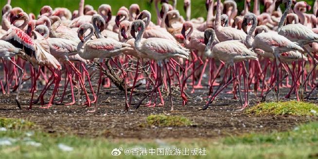 火烈鸟齐飞图标