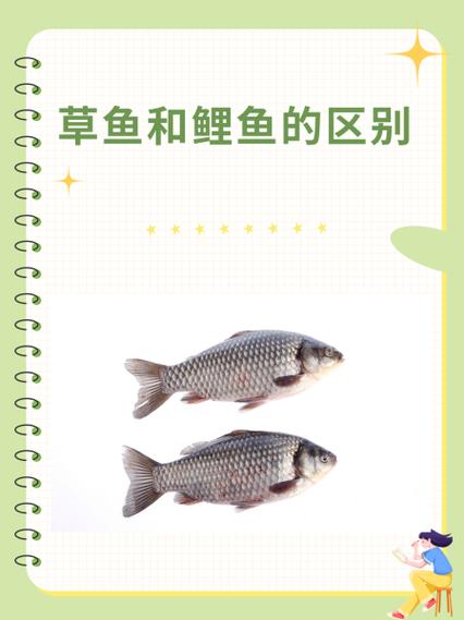 鲤鱼鲫鱼草鱼图片对比图标