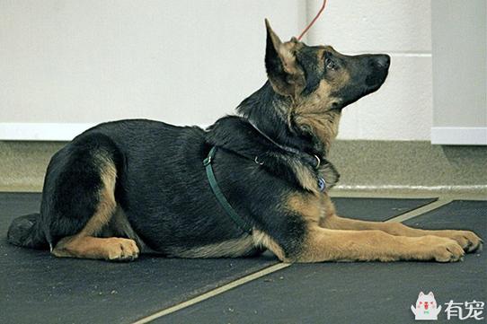 训犬的十句口诀图标