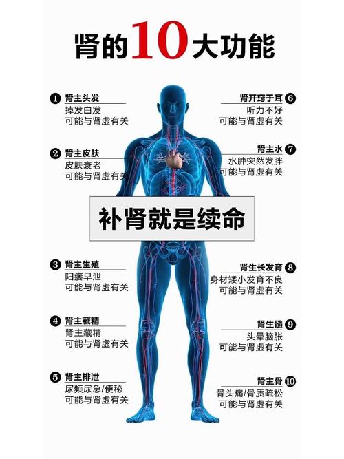 肾的功能有哪些图标