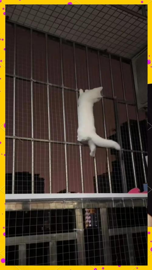 猫咪在楼梯迷路缩略图