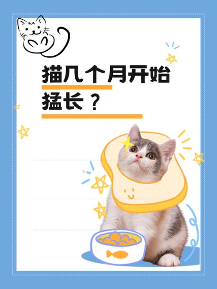 猫咪的成长阶段图标