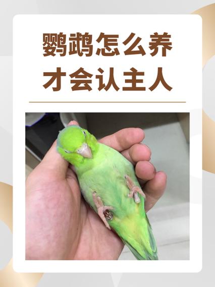 怎么让鹦鹉不乱飞图标