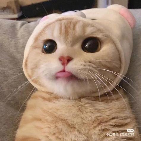 小天才最火头像女生可爱小猫猫图标