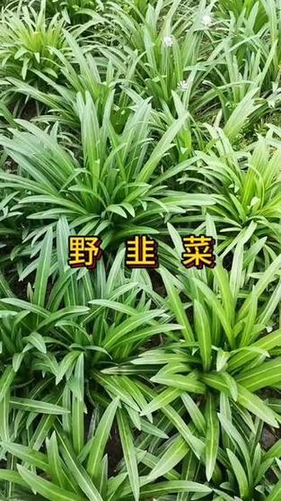 韭菜的18种品种图片图标