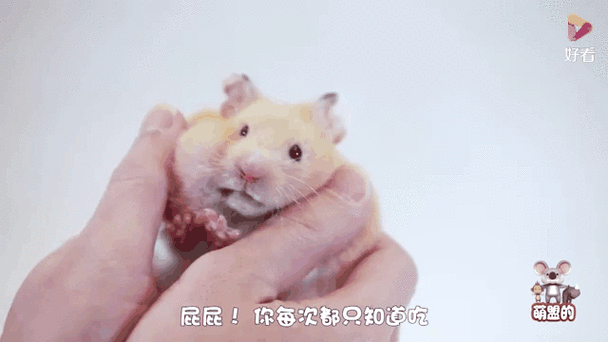 仓鼠知不知道饱饿图标