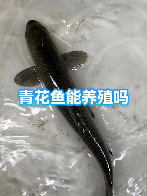 青花鱼性温还是性寒图标