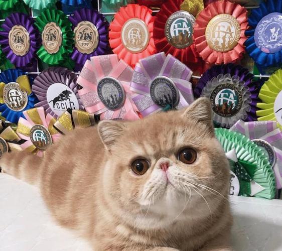养加菲猫十大禁忌图标