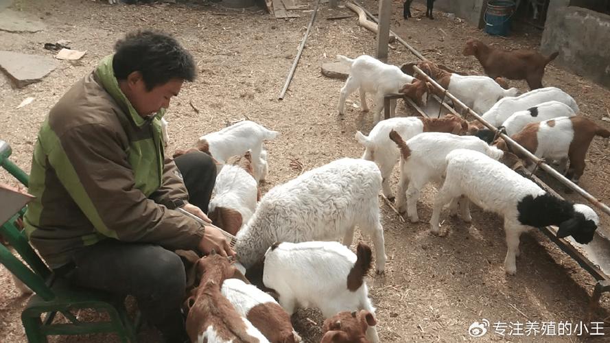 羔羊四肢无力、站不起来是什么病图标