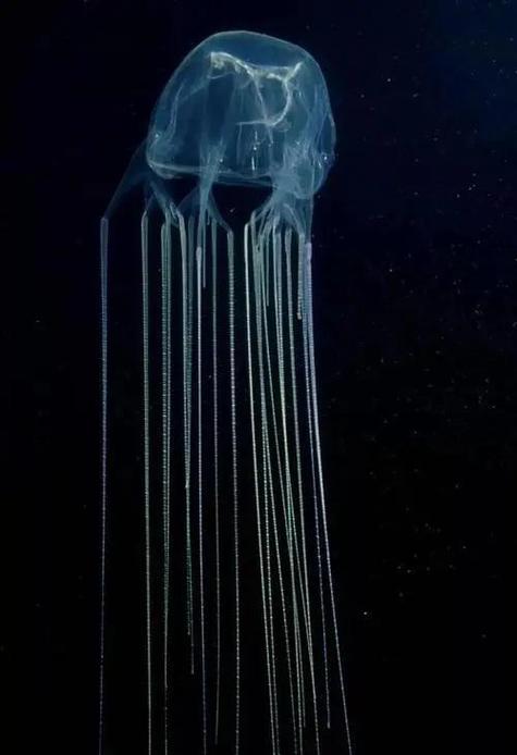 箱水母的毒性有多强图标