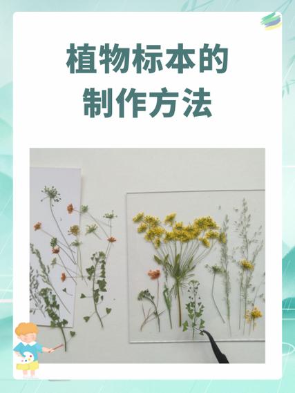 植物标本怎么做图标